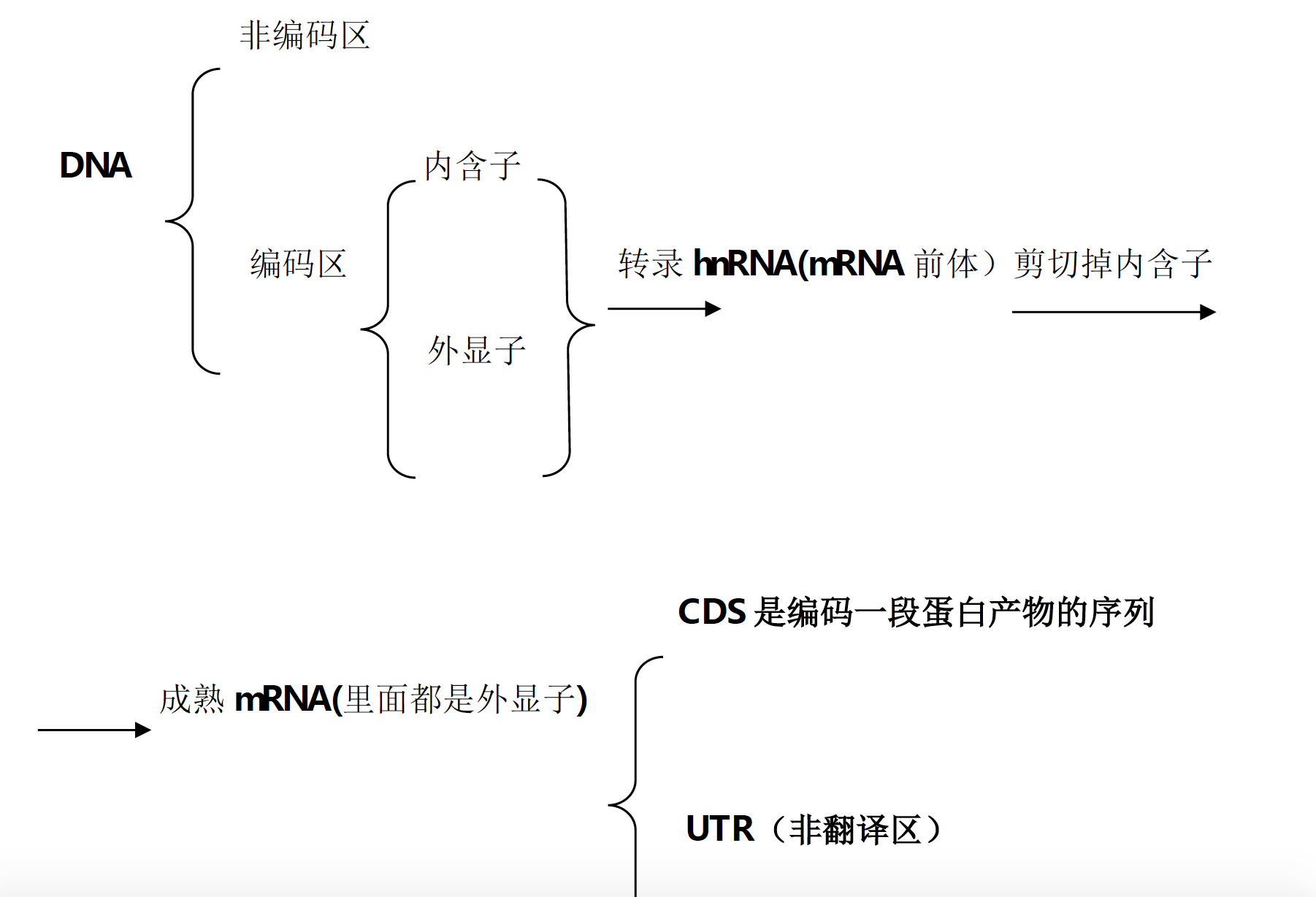 外显子、内含子、mRNA、CDS、ORF的区别与联系 | 潘高的小站